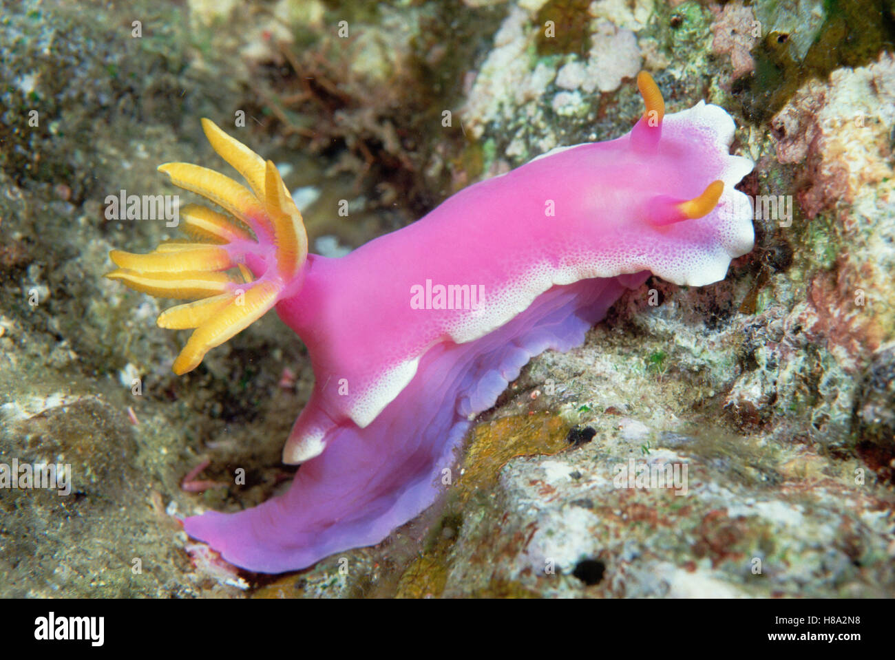 Nudibranch (Chromodoris sp) breathes through gills on back, Borneo ...