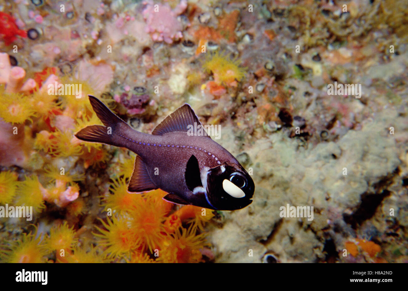 One-fin Flashlight Fish (Photoblepharon palpebratum) light organ under ...