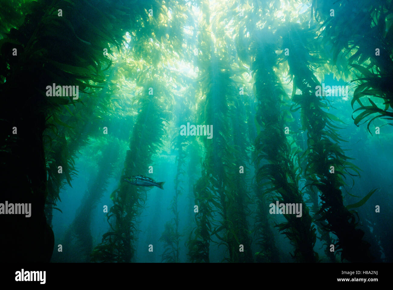 Giant Kelp (Macrocystis pyrifera) forms dark, lush canopy forest in ...