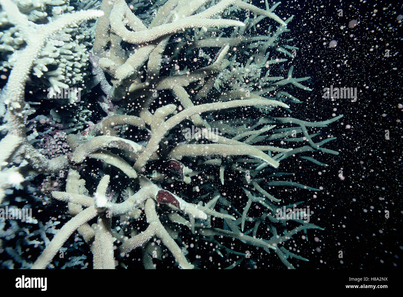 Staghorn Coral spawning occurs on consecutive evenings starting five ...