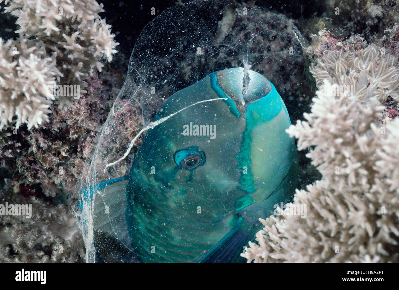 Parrotfish (Scarus sp) sleeps in protective mucous cocoon at night ...