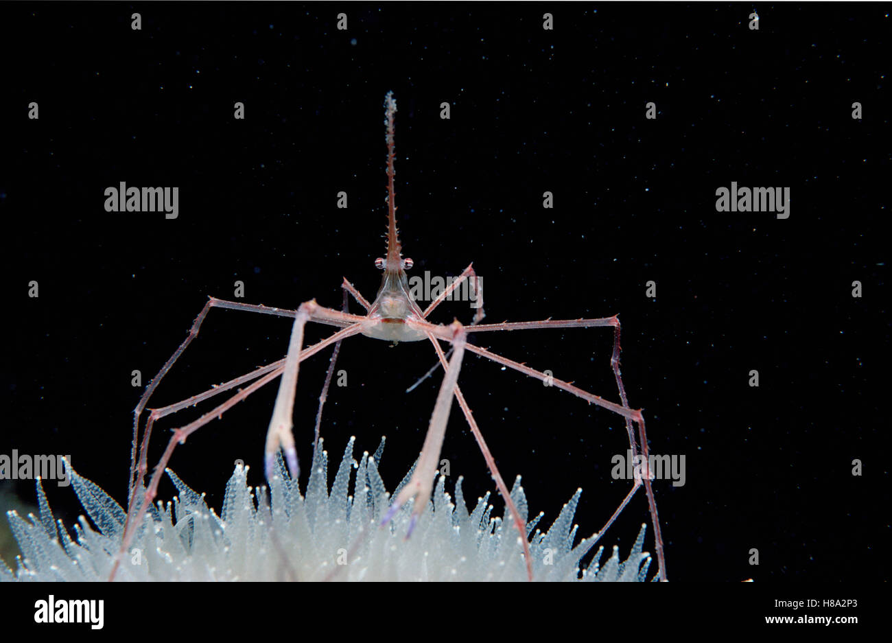 Arrow Crab (Stenorhynchus seticornis) long spindly arms around central ...