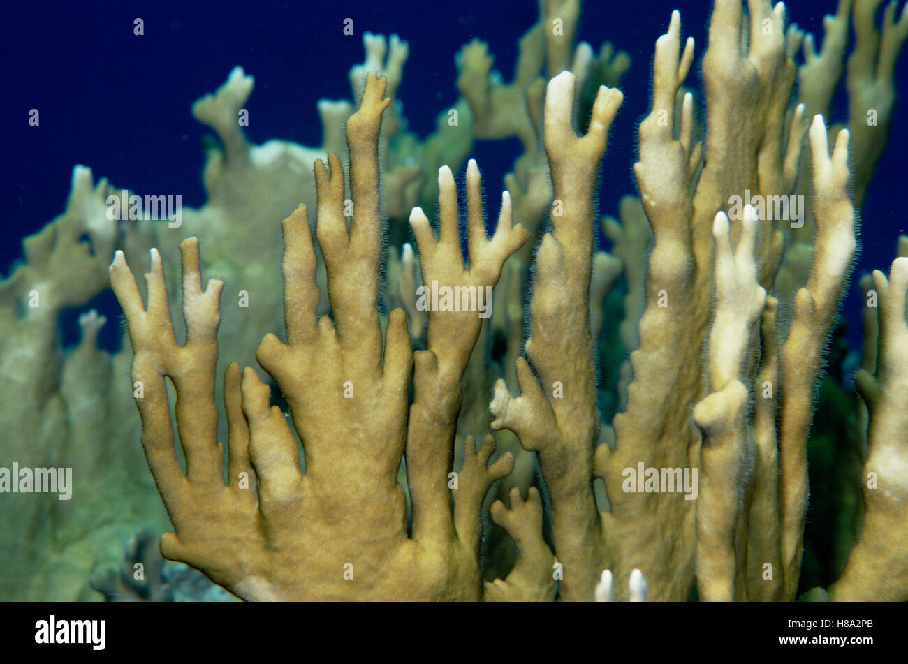 Fire Coral (Millepora alcicornis) a hydrocoral, stings fiercely on ...
