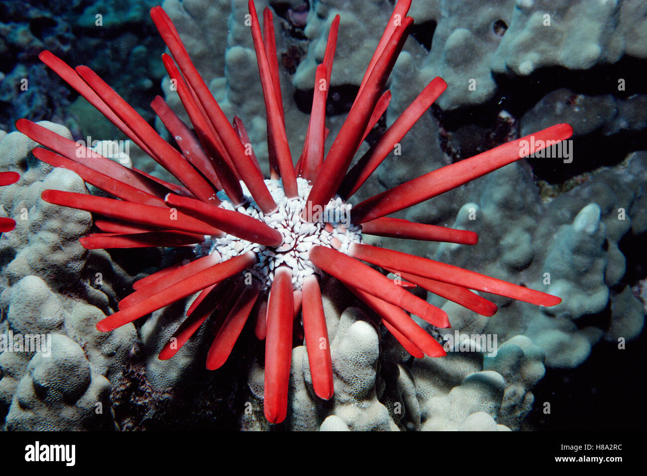 Slate Pencil Urchin (Heterocentrotus mammillatus) spines are stony and ...