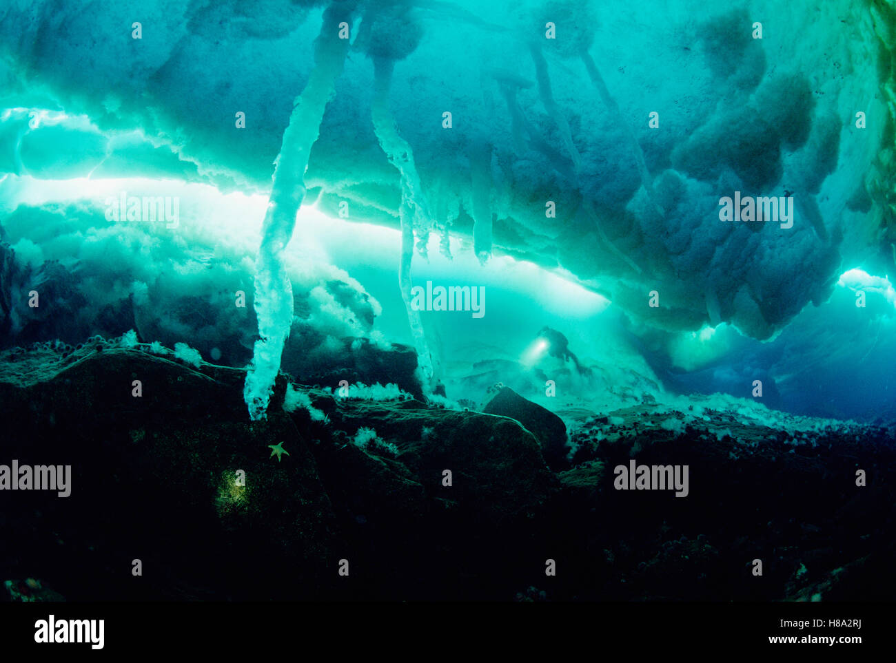 Scuba diver exploring sea ice stalactites or brine channels, Antarctica ...
