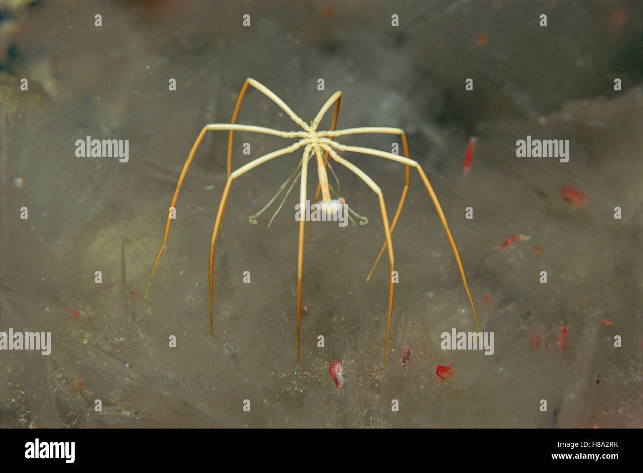 Sea Spider (Colossendeis megalonyx) on anchor ice, Antarctica Stock ...