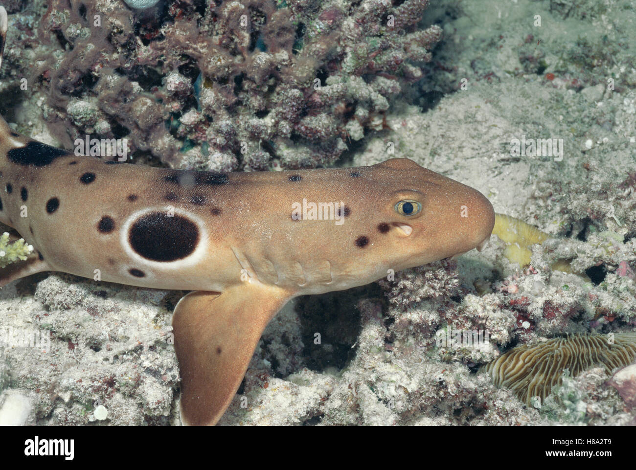 Epaulette Shark (Hemiscyllium ocellatum) portrait, side view ...