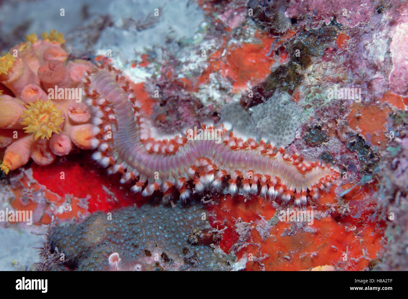 Marine Fireworm (Hermodice carunculata) a Bristleworm that stings ...