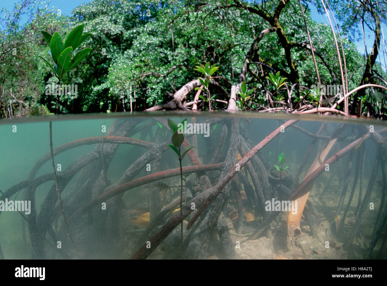 Red Mangrove (Rhizophora mangle) roots create sediment filter to clear ...