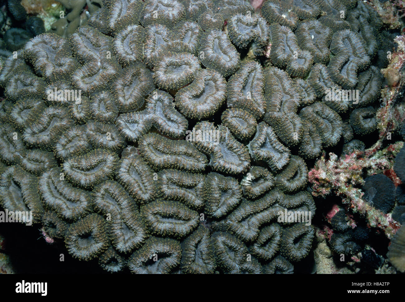 Fluorescence sequence, corals appear brown when viewed by light of ...