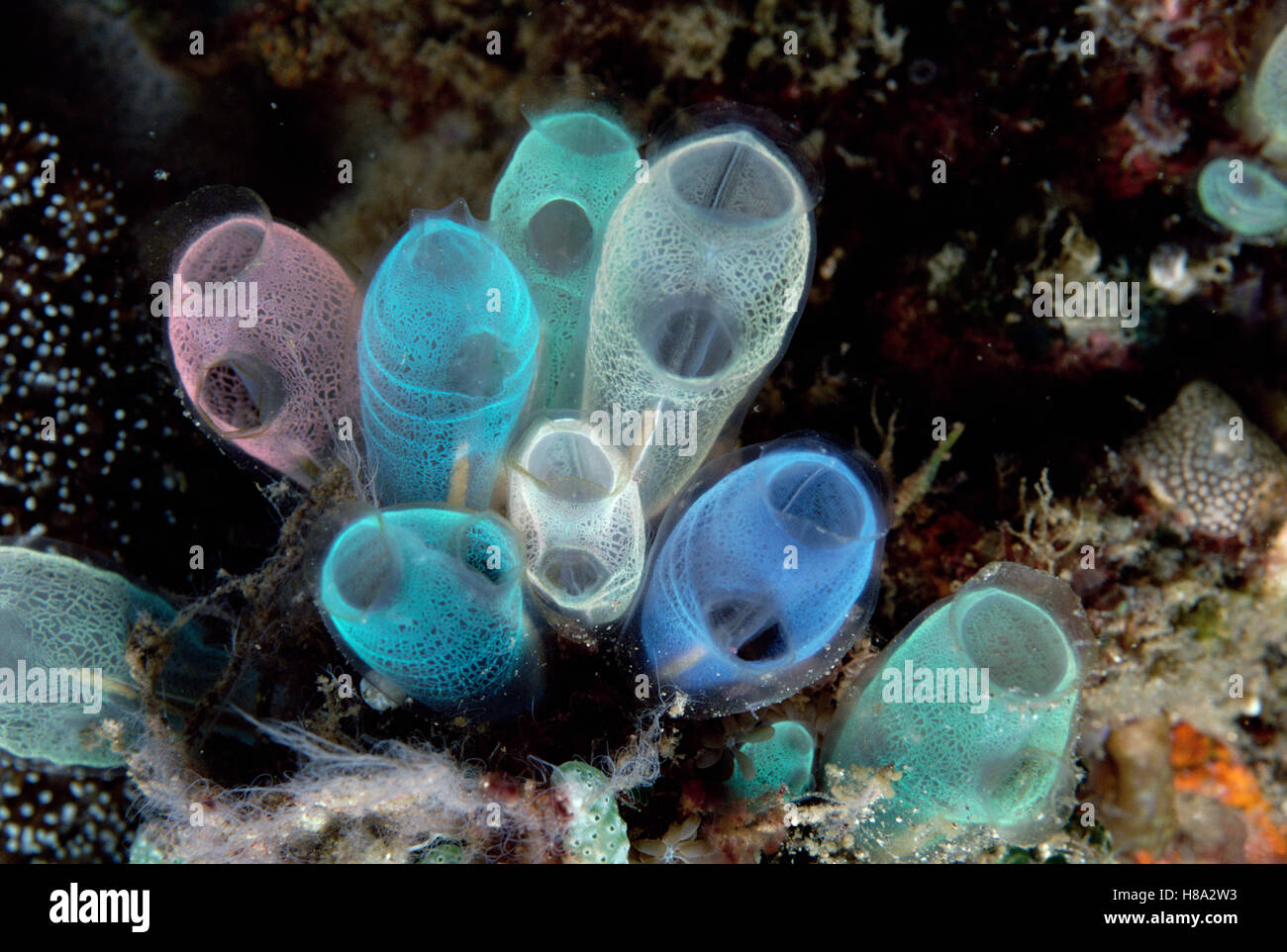 Brightly colored tunicates, Sulawesi, Indonesia Stock Photo - Alamy