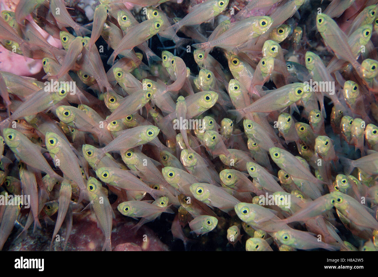 Pygmy Sweeper (Parapriacanthus ransonneti) school in coral cave ...