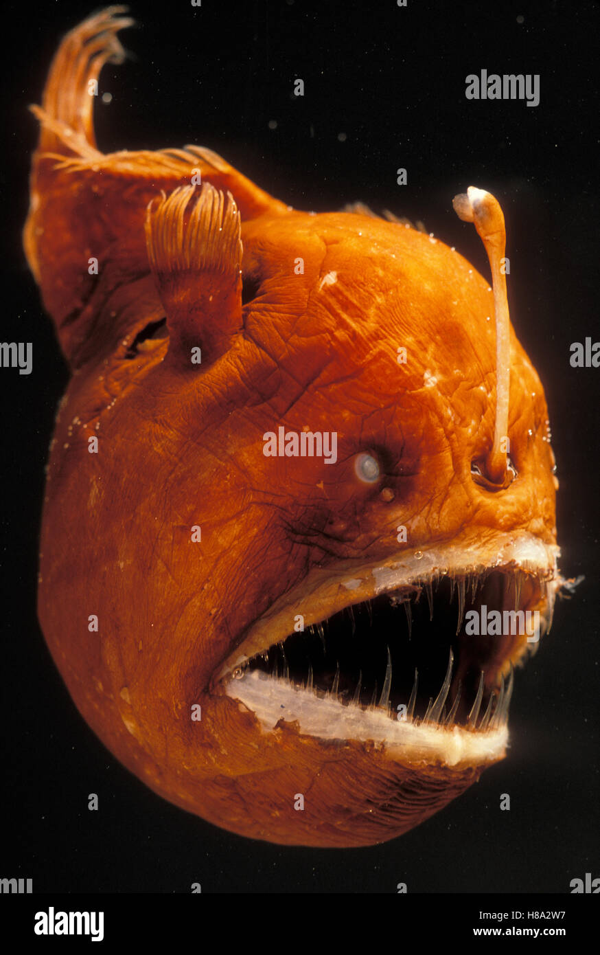 Humpback Anglerfish (Melanocetus johnsoni) deep sea species showing ...