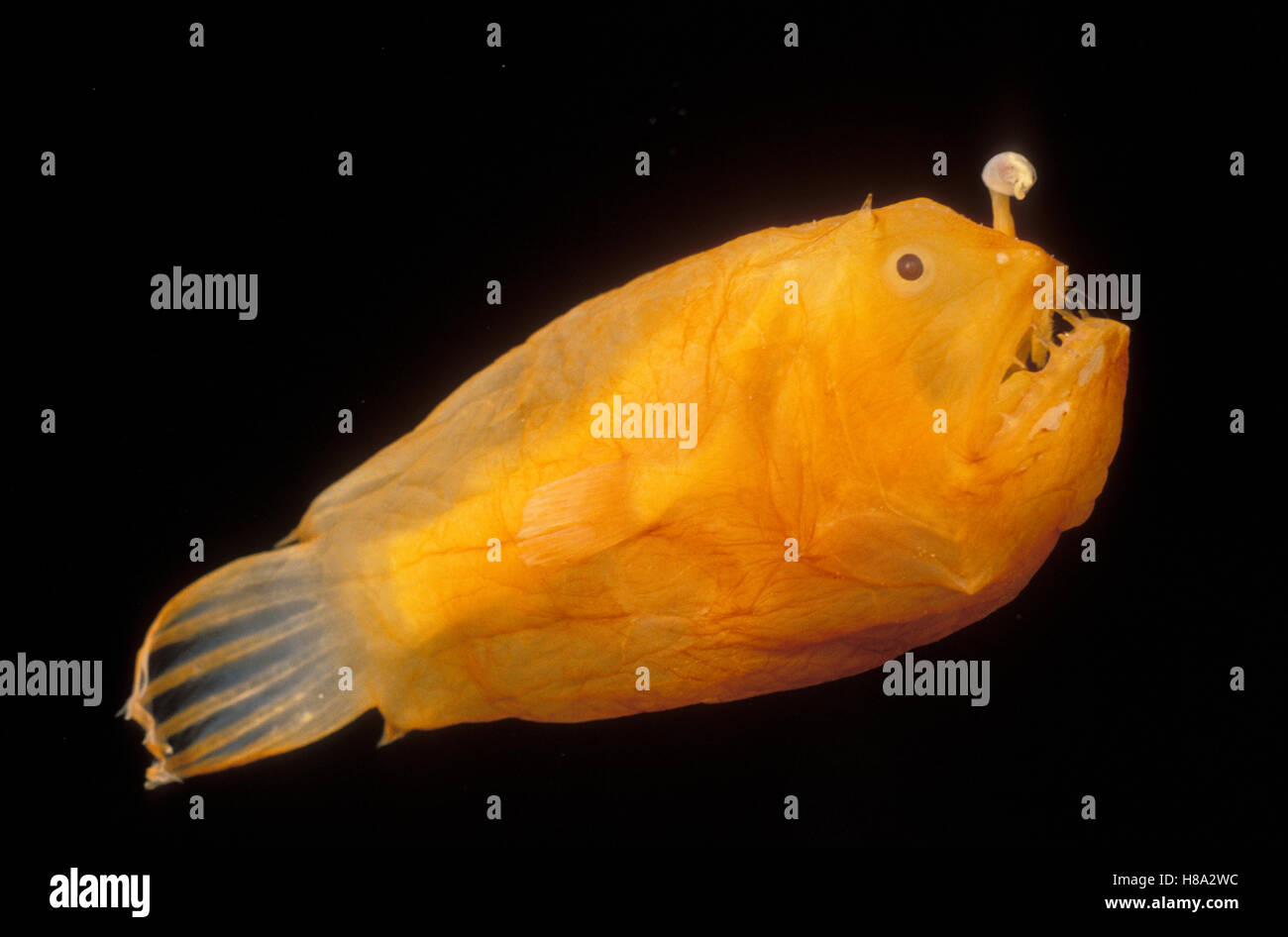 Netdevil (Borophryne apogon) deep sea species showing fishing pole with ...