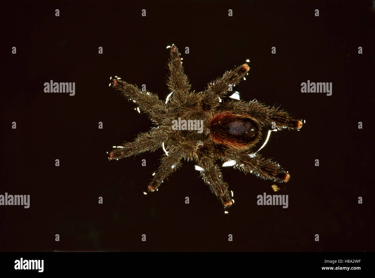 Tarantula (Avicularia sp) floating on Yarapa River, Peru Stock Photo ...