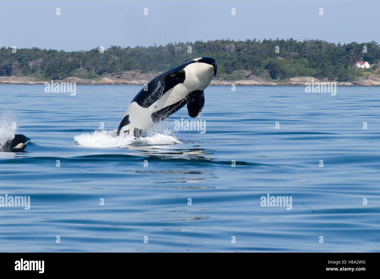 Orca (Orcinus orca) breaching, southeast Alaska Stock Photo - Alamy