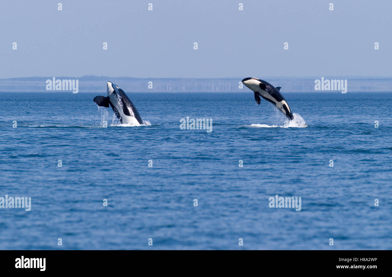 Orca (Orcinus orca) breaching, southeast Alaska Stock Photo - Alamy