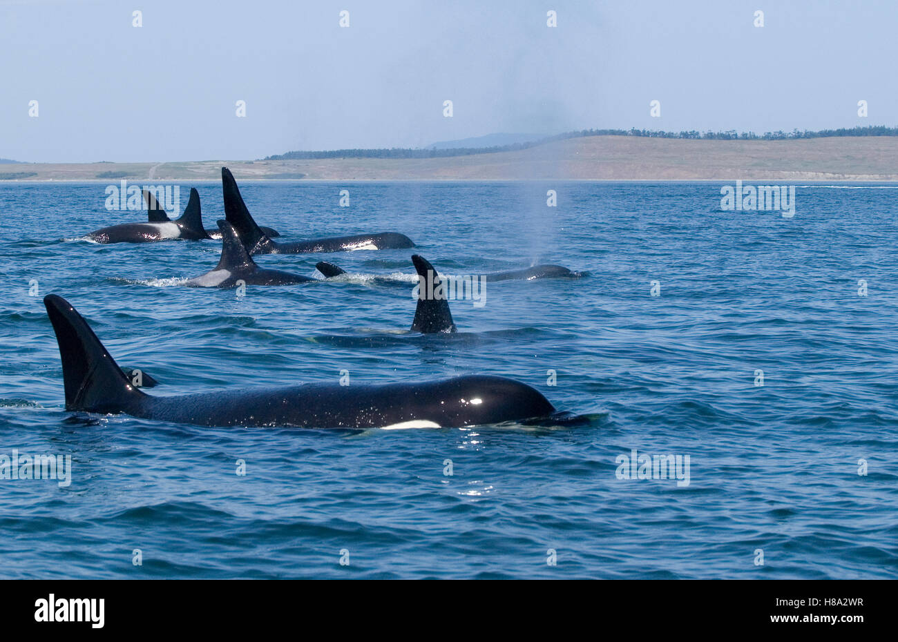 Orca (Orcinus orca) surfacing pod, southeast Alaska Stock Photo - Alamy
