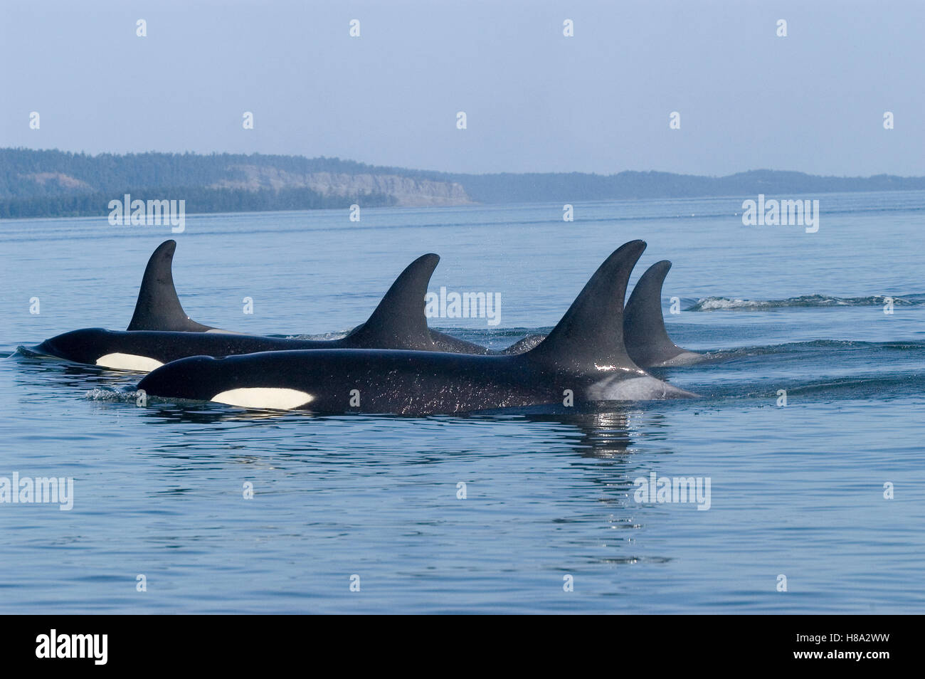 Orca (Orcinus orca) pod, southeast Alaska Stock Photo - Alamy