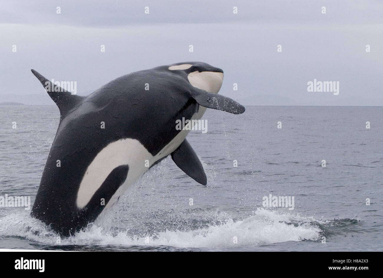 Orca (Orcinus orca) breaching, southeast Alaska Stock Photo - Alamy