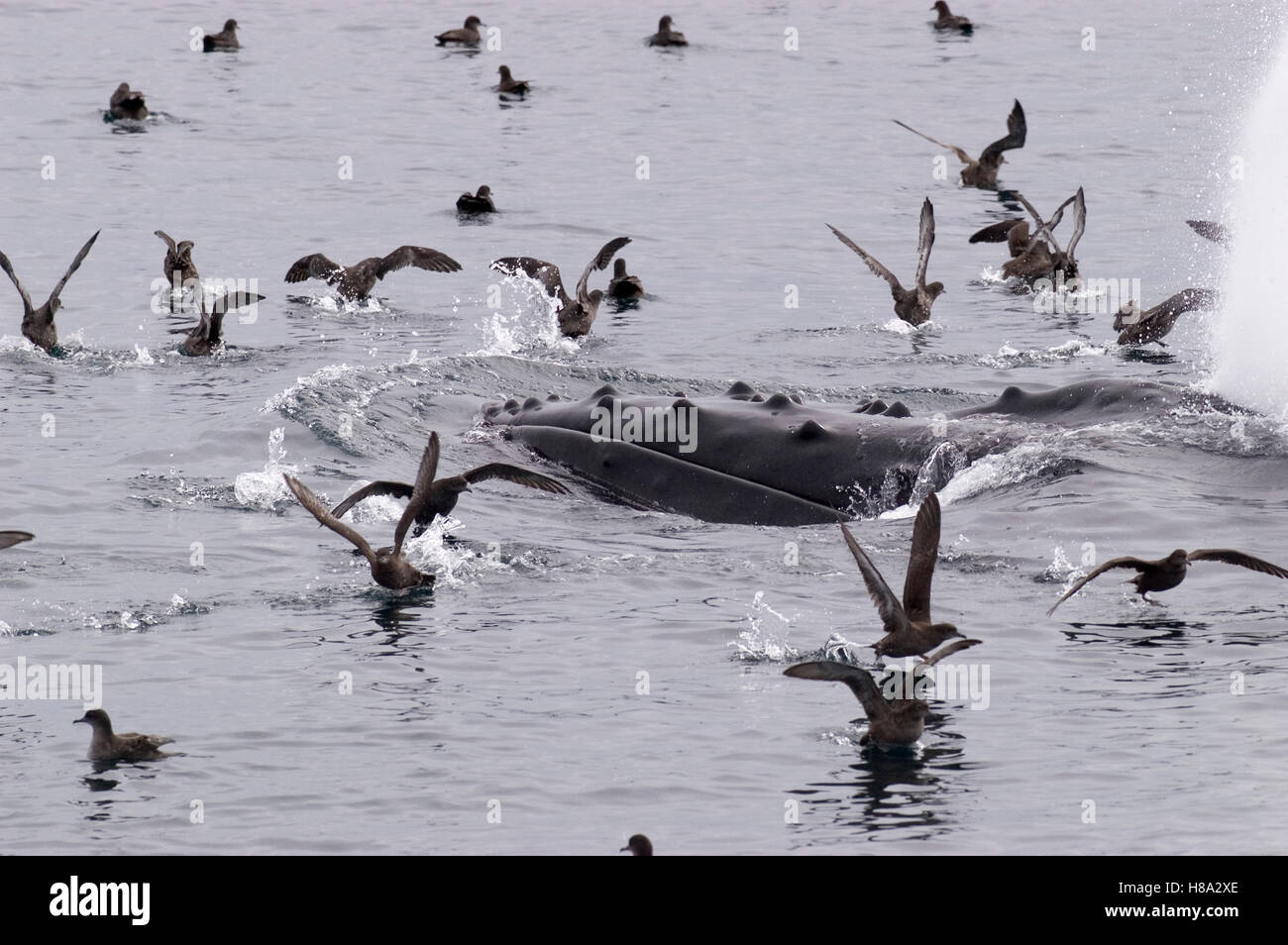 Humpback Whale (Megaptera novaeangliae) surfacing, surrounded by gulls ...