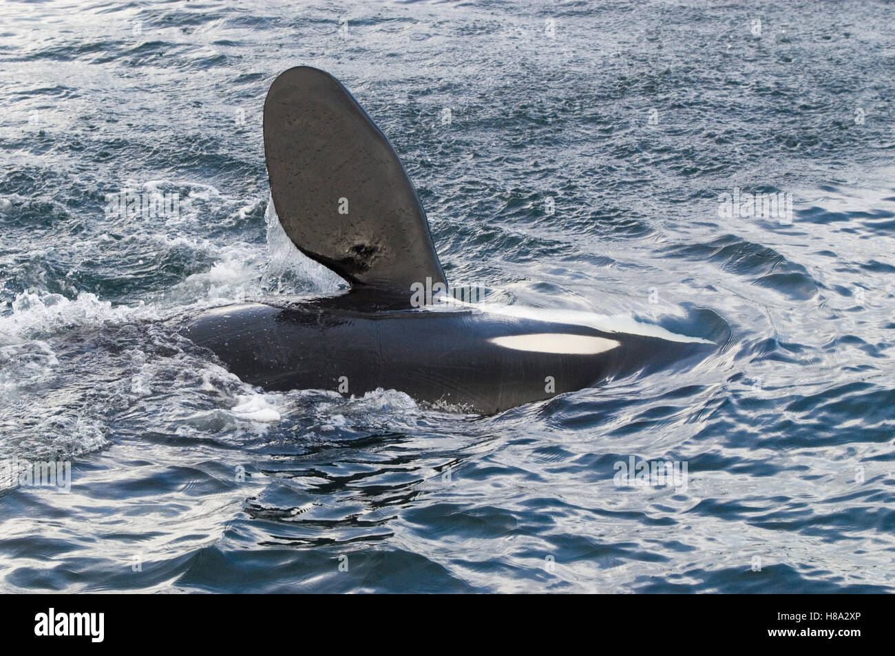 Orca (Orcinus orca) flipper, southeast Alaska Stock Photo - Alamy