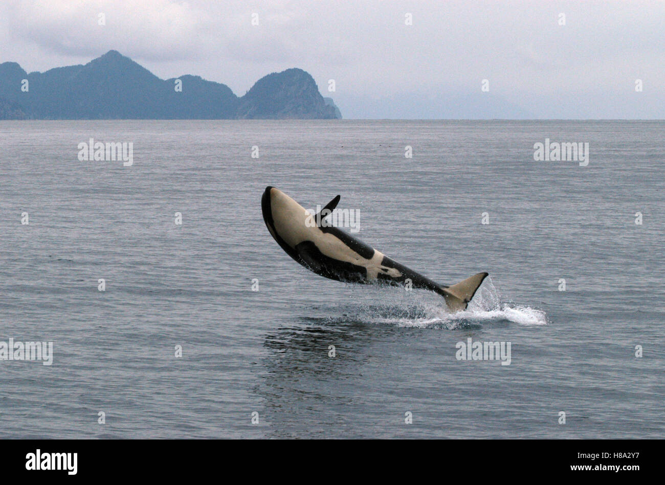 Orca (Orcinus orca) breaching, southeast Alaska Stock Photo - Alamy
