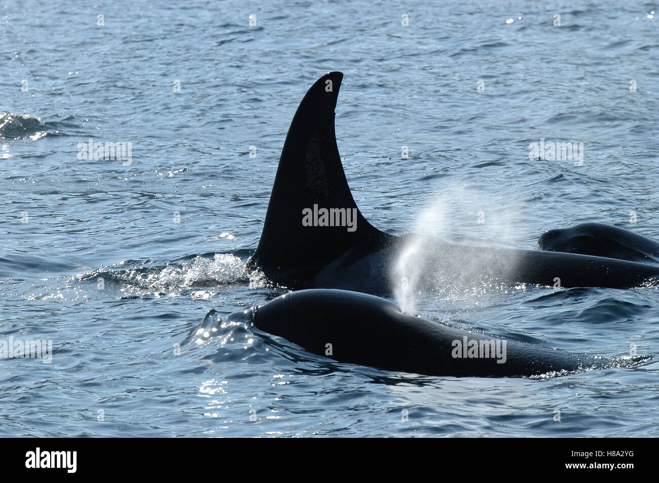 Orca (Orcinus orca) pair surfacing and spouting, southeast Alaska Stock ...