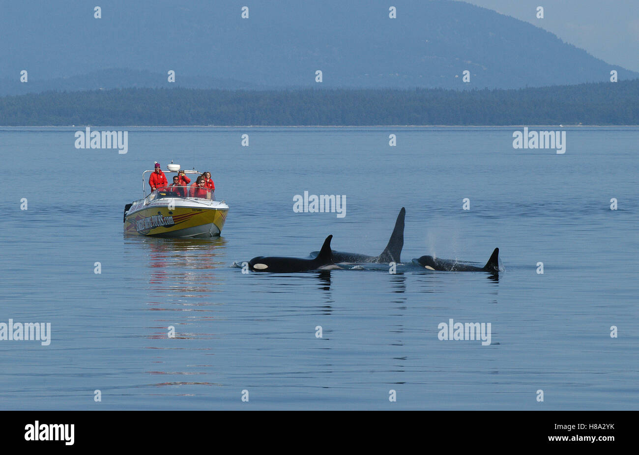 Orca (Orcinus orca) whale watching, southeast Alaska Stock Photo - Alamy