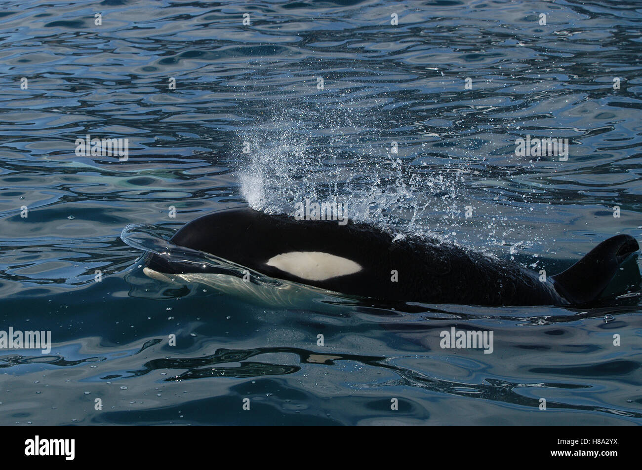 Orca (Orcinus orca) spouting, southeast Alaska Stock Photo - Alamy