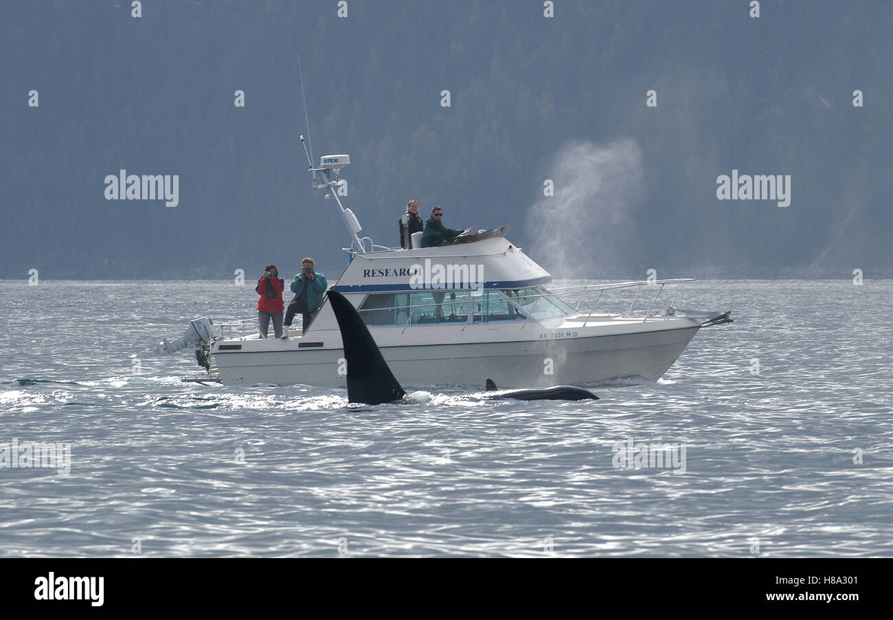 Orca (Orcinus orca) whale watching, southeast Alaska Stock Photo - Alamy