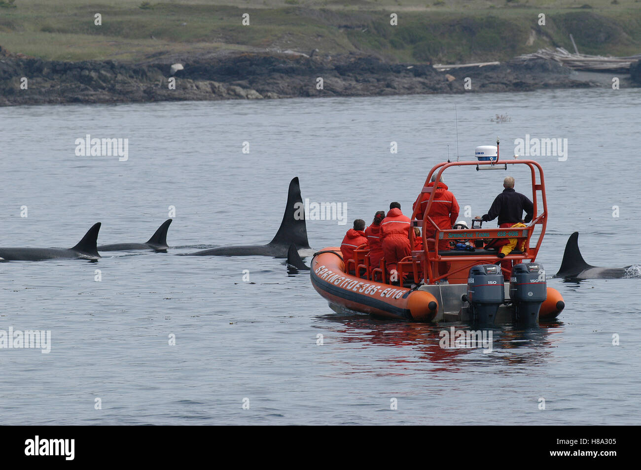 Orca (Orcinus orca) whale watching, southeast Alaska Stock Photo - Alamy