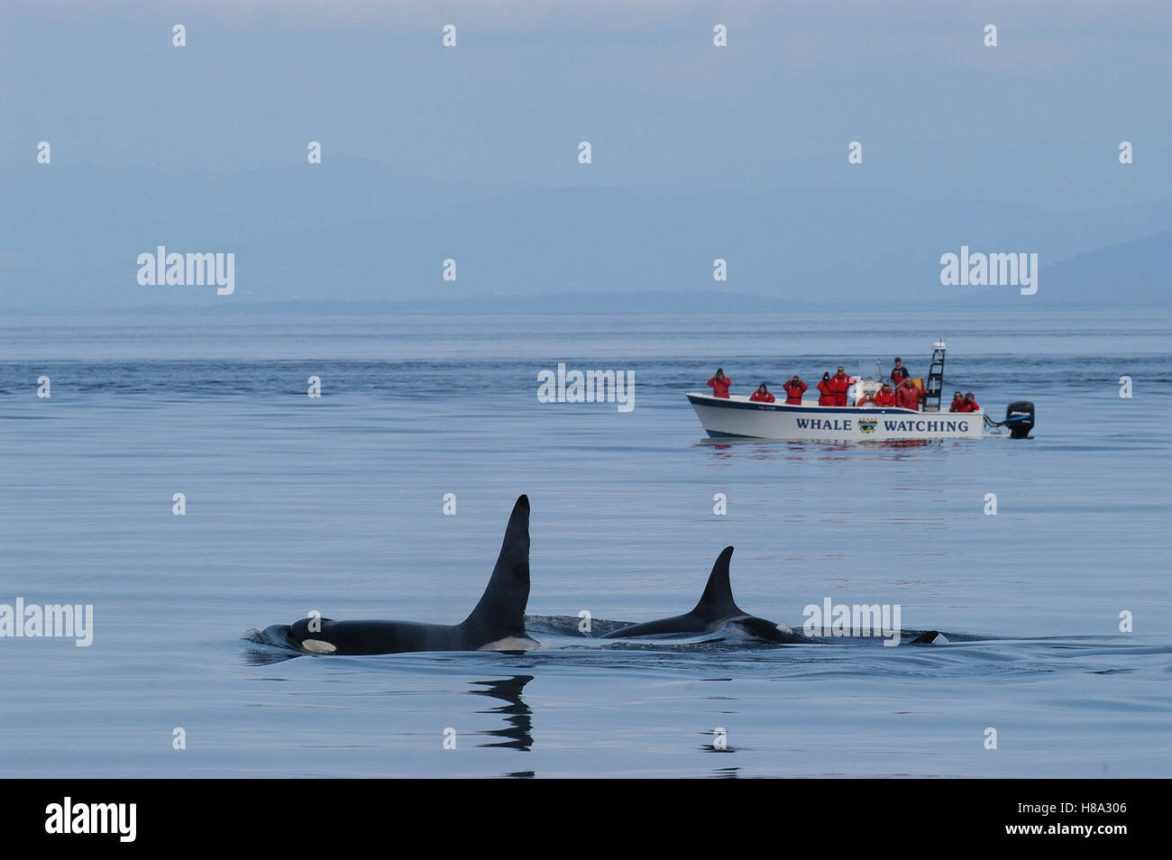 Orca (Orcinus orca) whale watching, southeast Alaska Stock Photo - Alamy
