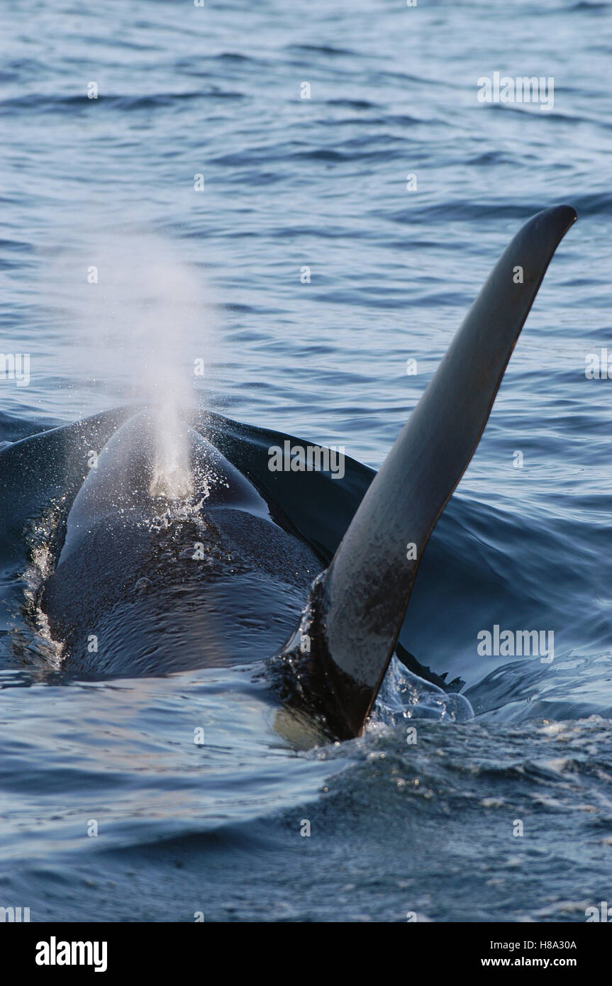 Orca (Orcinus orca) spouting, southeast Alaska Stock Photo - Alamy