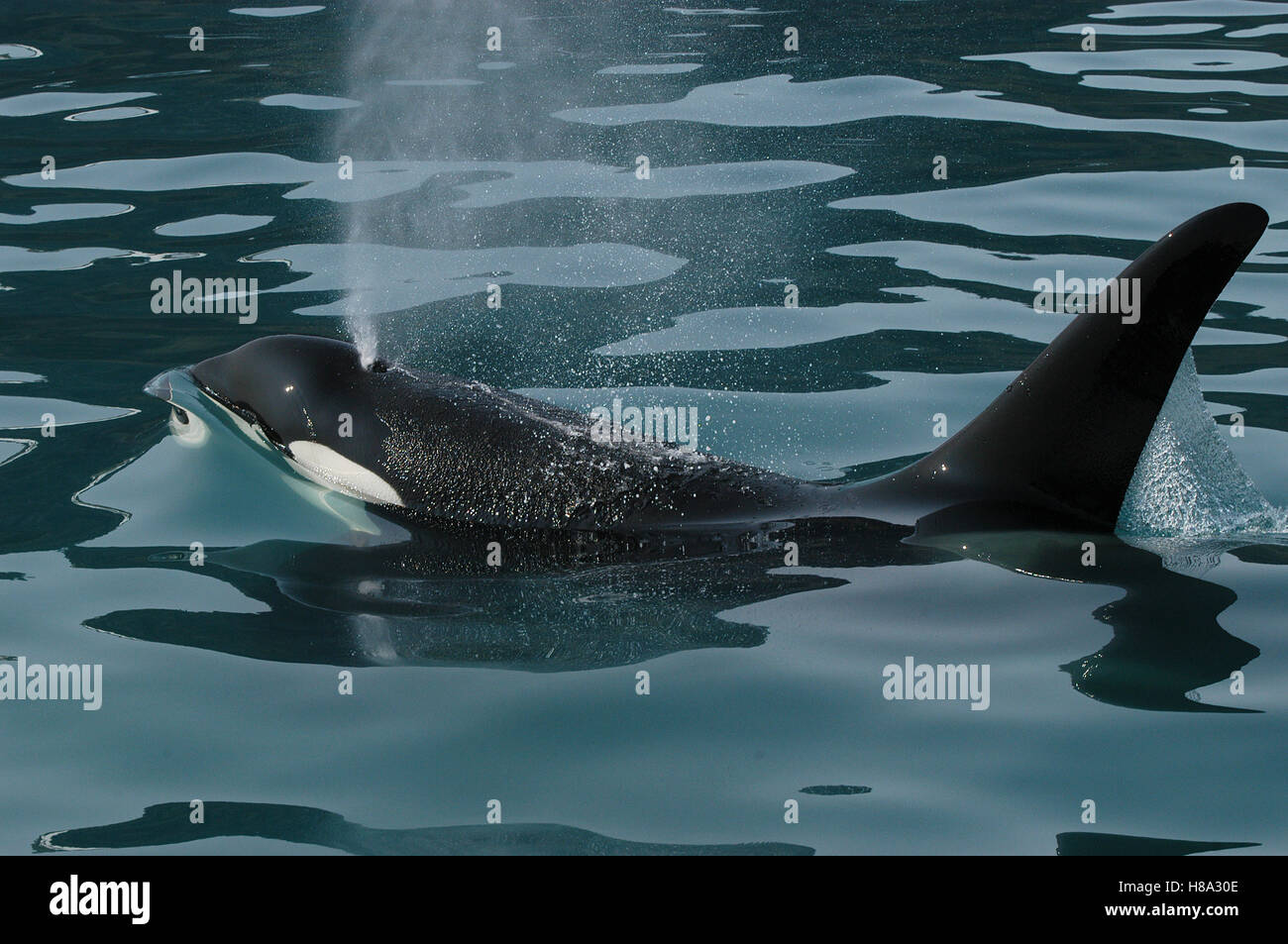 Orca (Orcinus orca) spouting, southeast Alaska Stock Photo - Alamy