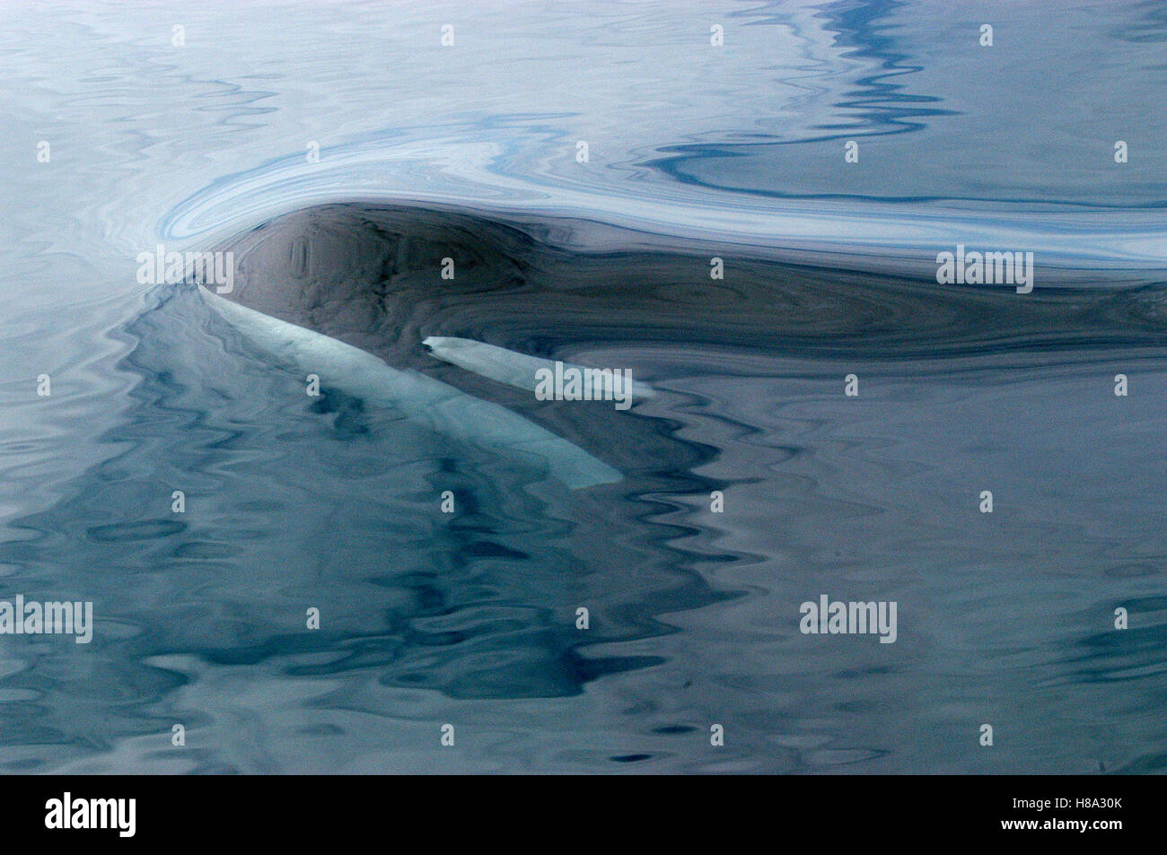 Orca (Orcinus orca) surfacing, southeast Alaska Stock Photo - Alamy