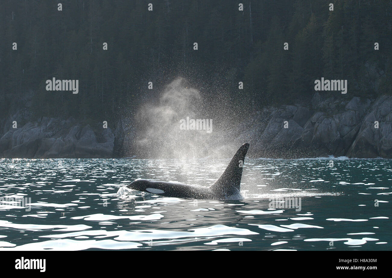 Orca (Orcinus orca) spouting, southeast Alaska Stock Photo - Alamy