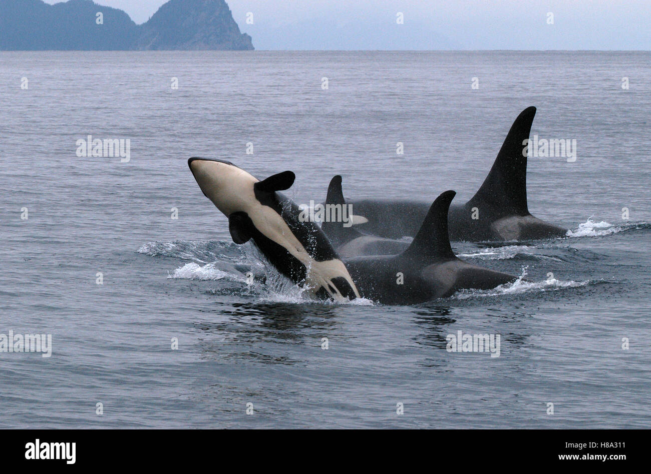 Orca (Orcinus orca) adult and breaching calf, southeast Alaska Stock ...