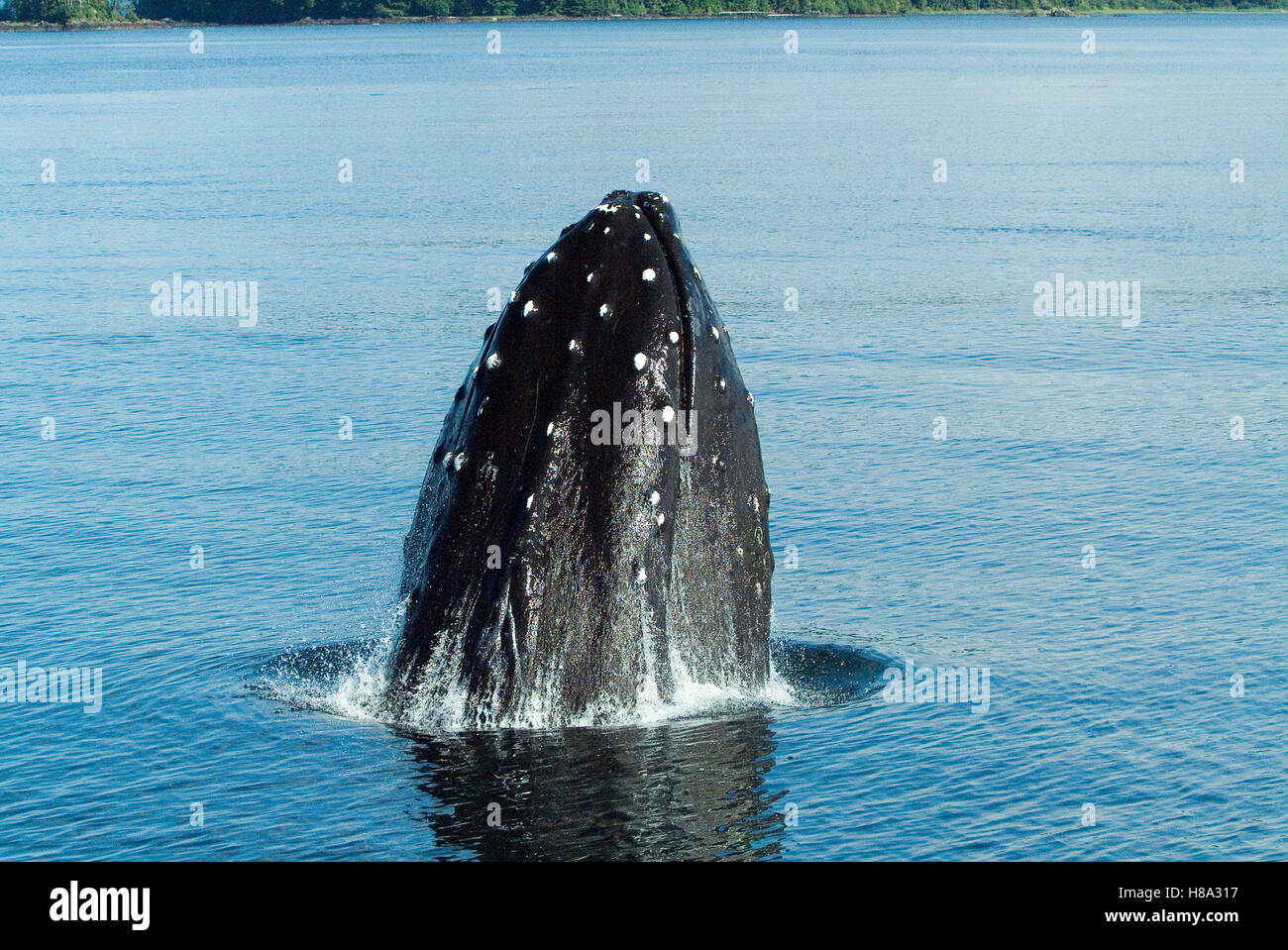 Humpback Whale (Megaptera novaeangliae) spyhopping showing bumps called ...