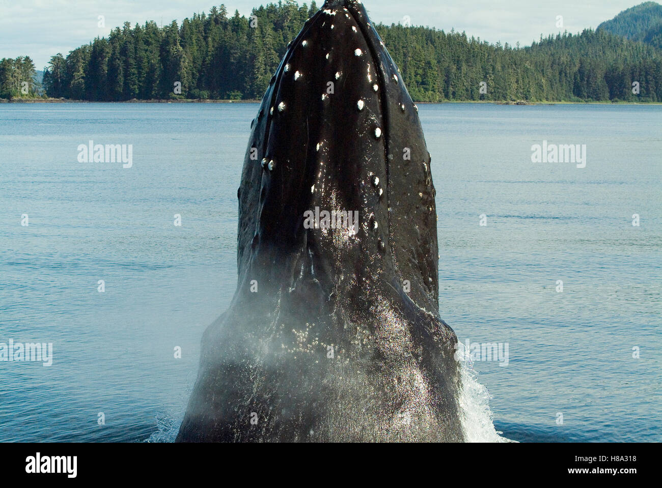 Humpback Whale (Megaptera novaeangliae) spyhopping showing bumps called ...