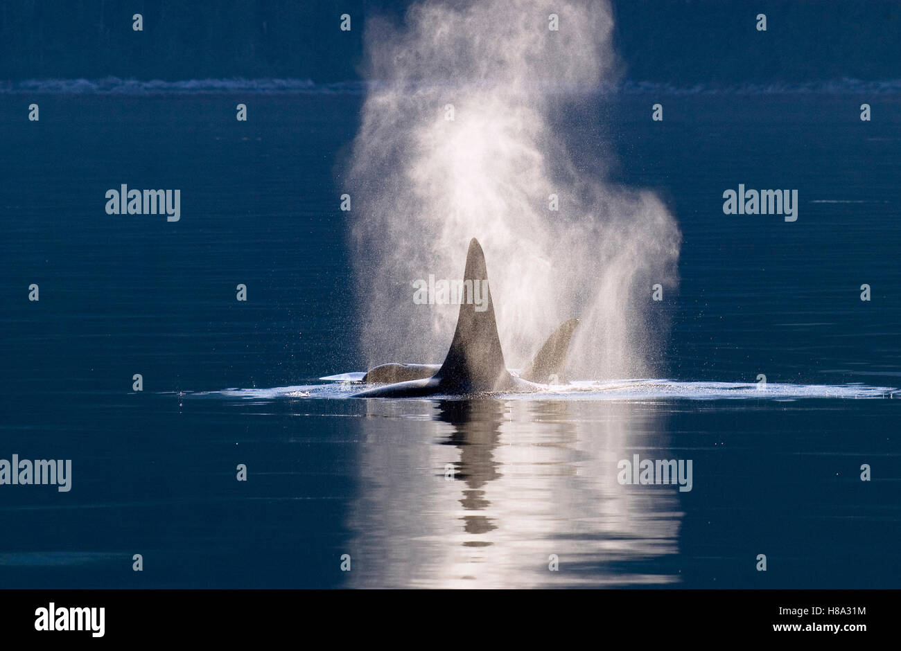 Orca (Orcinus orca) pair spouting, southeast Alaska Stock Photo - Alamy
