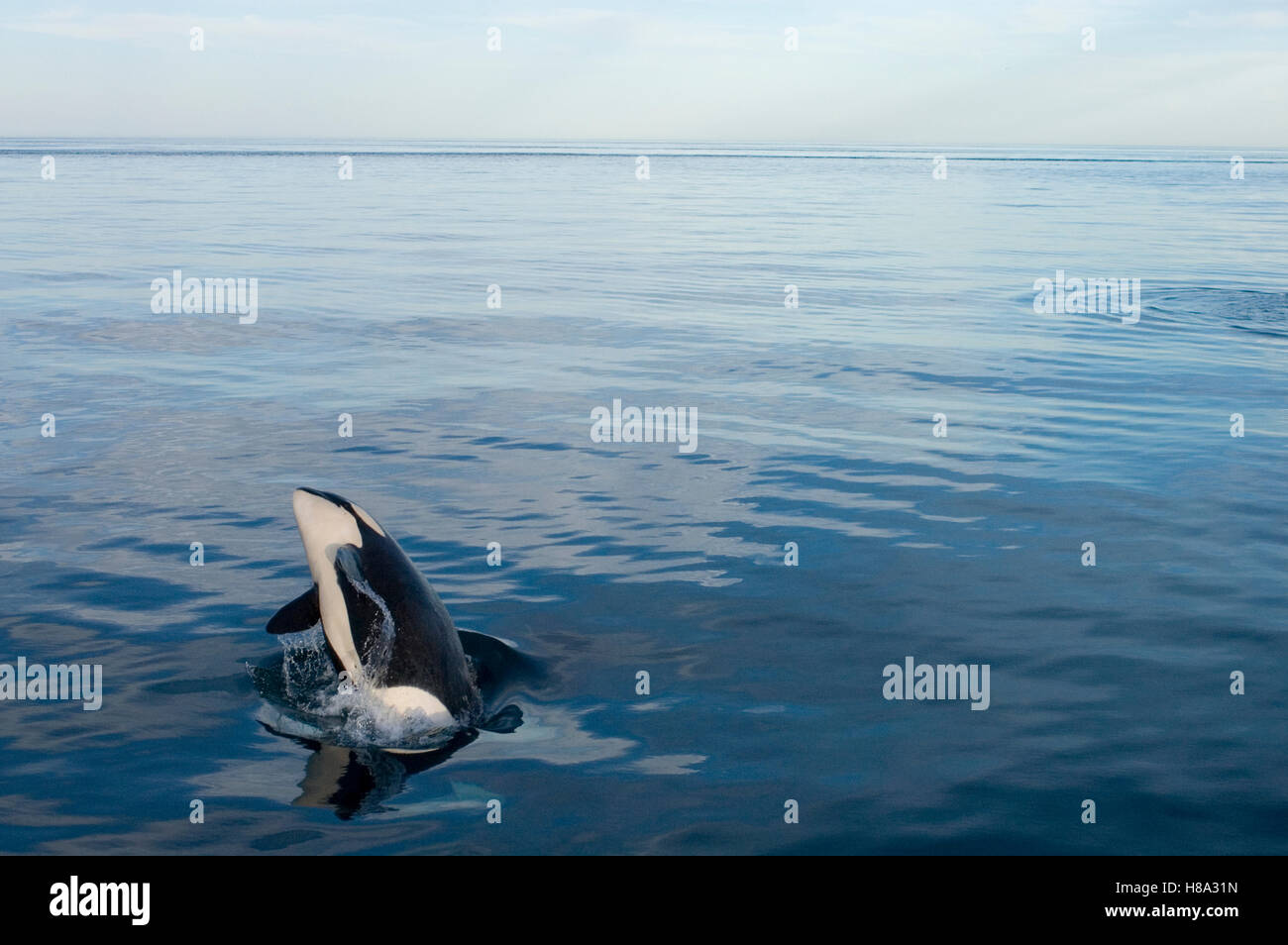 Orca (Orcinus orca) breaching, southeast Alaska Stock Photo - Alamy