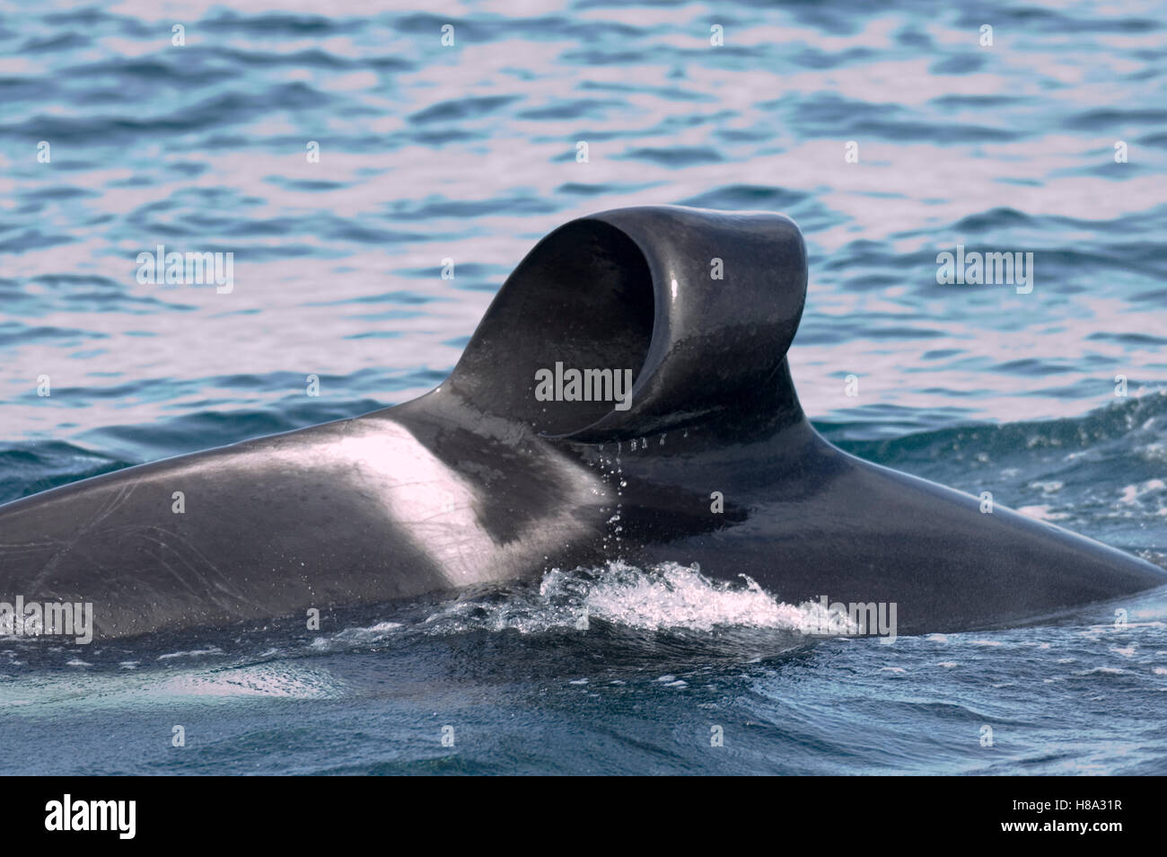 Orca (Orcinus orca) adult with flaccid fin, where dorsal fin curls ...