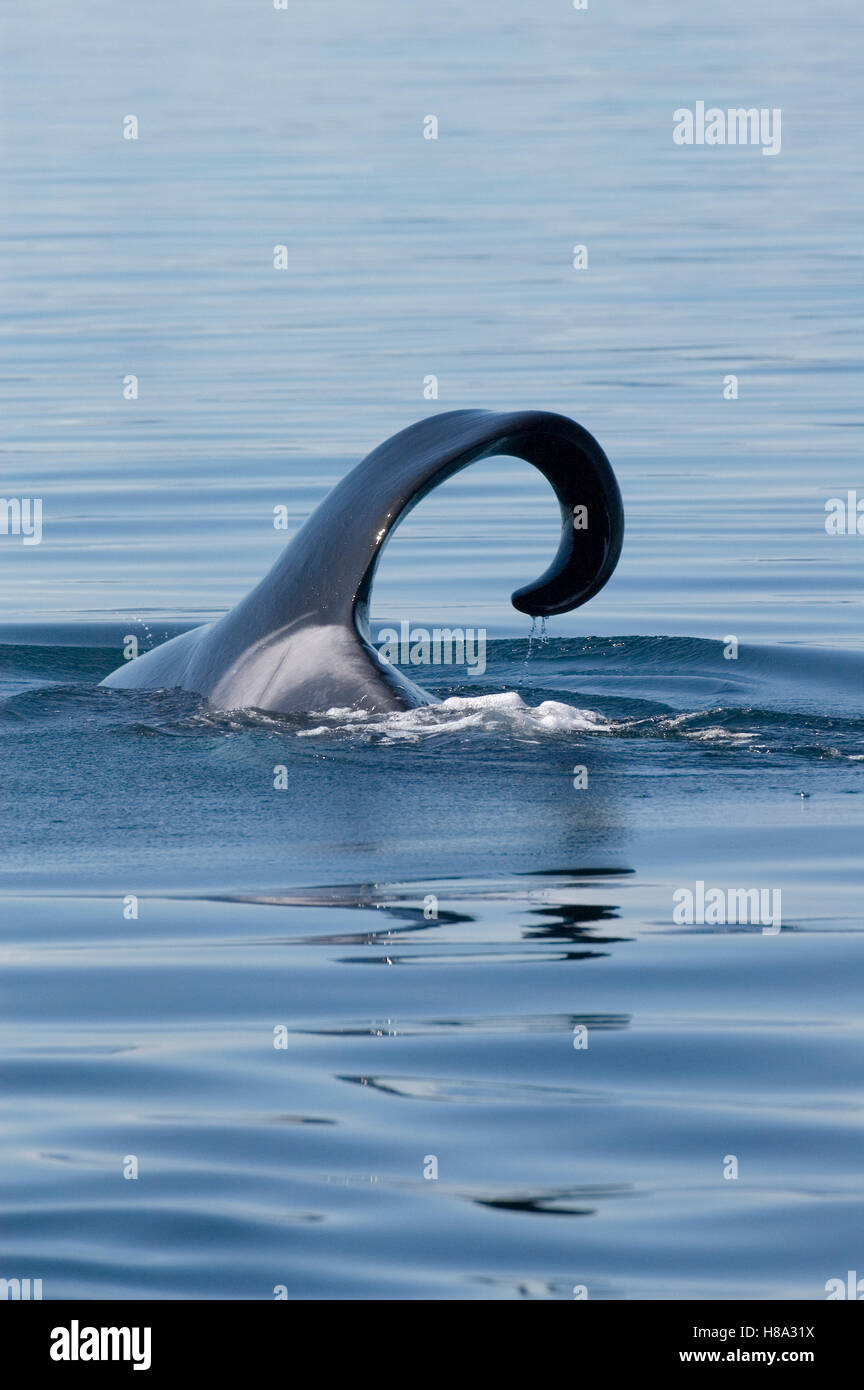 Orca (Orcinus orca) adult with flaccid fin, where dorsal fin curls ...