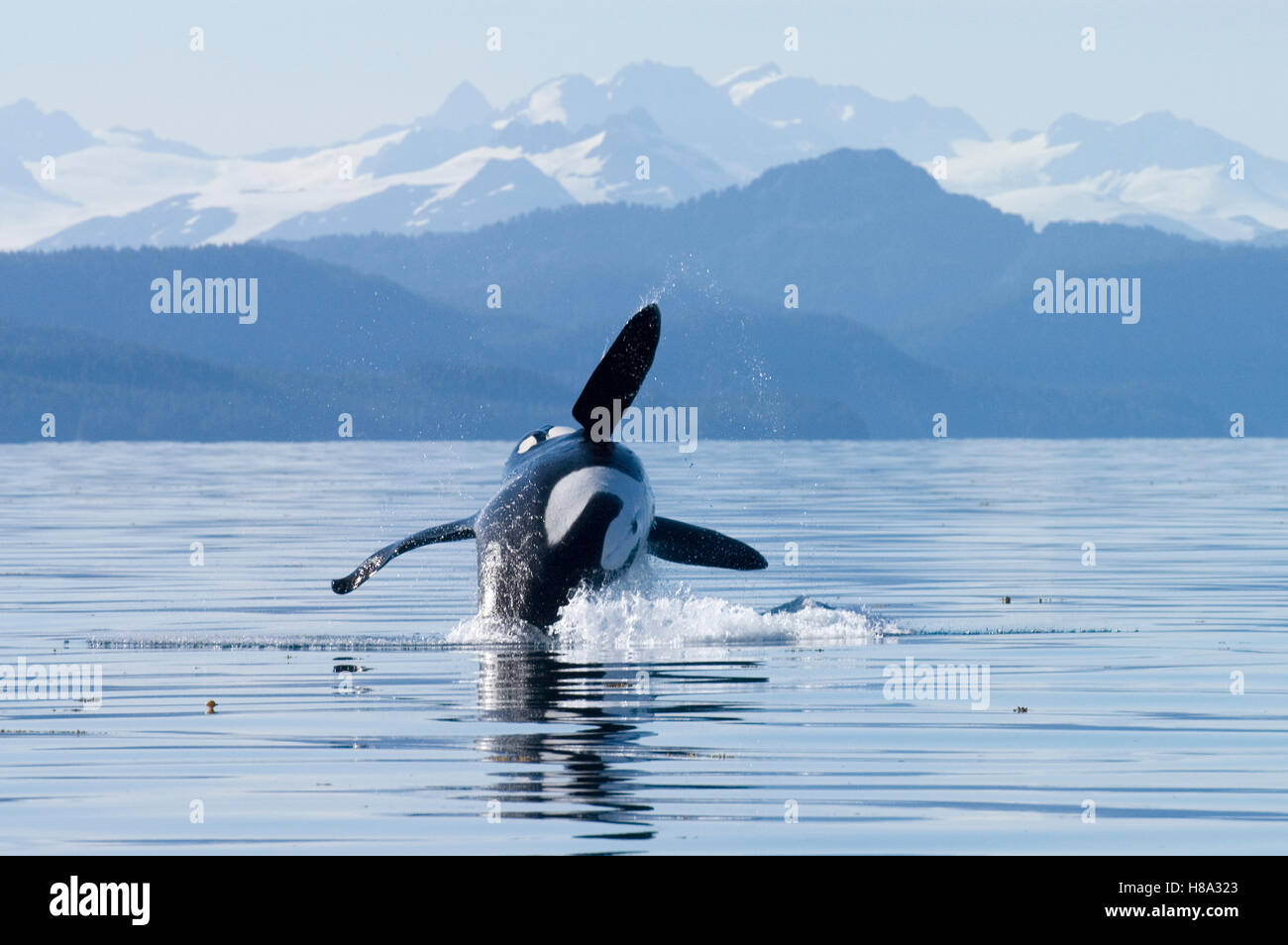Orca (Orcinus orca) breaching, southeast Alaska Stock Photo - Alamy