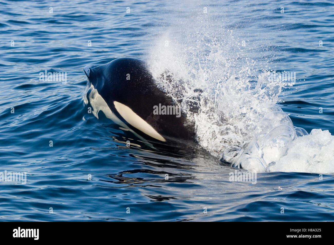 Orca (Orcinus orca) breathing as it breaks the water surface, southeast Alaska Stock Photo - Alamy
