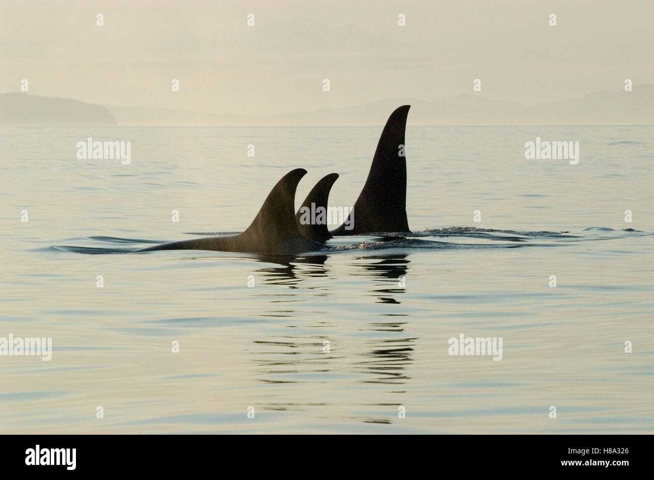 Orca (Orcinus orca) pod surfacing, southeast Alaska Stock Photo - Alamy