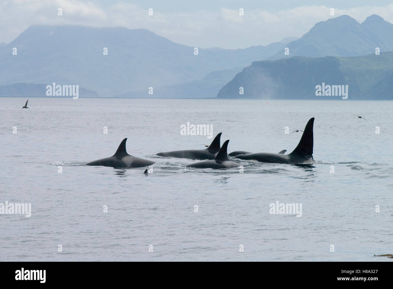 Orca (Orcinus orca) pod surfacing, southeast Alaska Stock Photo - Alamy