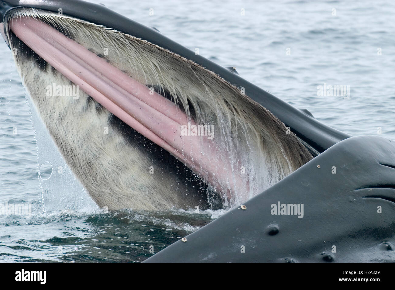 Humpback Whale (Megaptera novaeangliae) feeding showing baleen plates ...