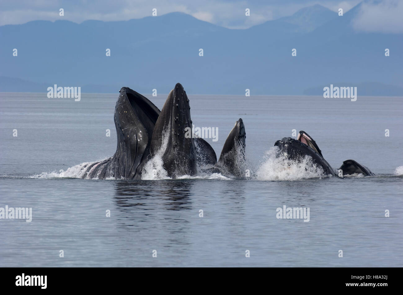Humpback Whale (Megaptera novaeangliae) pod cooperative feeding ...